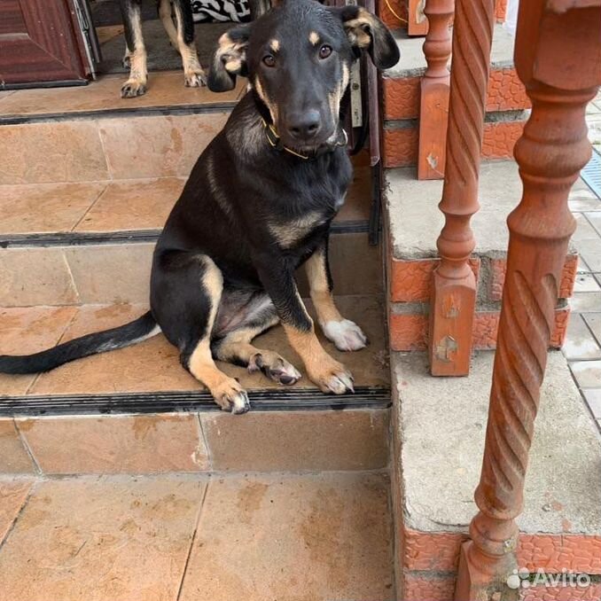 Черно-коричневая собачка в добрые руки