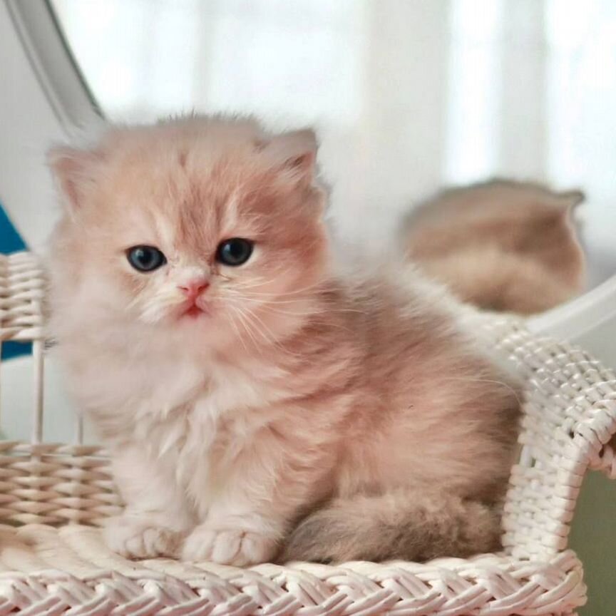 Британский мальчик Квантро