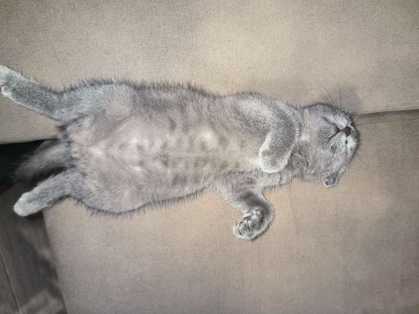 Шотландская вислоухий кот 2 месяца