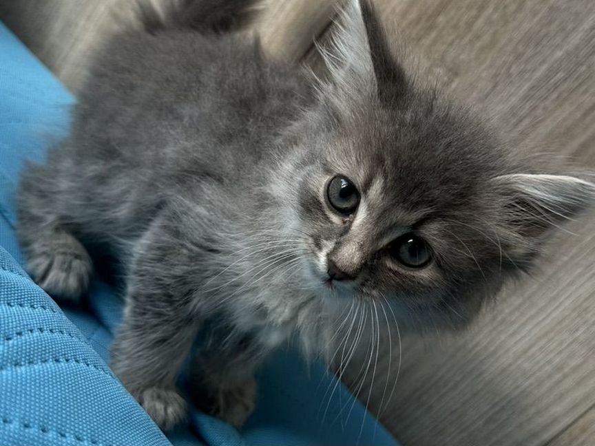 Котик 2 месяца ищет дом