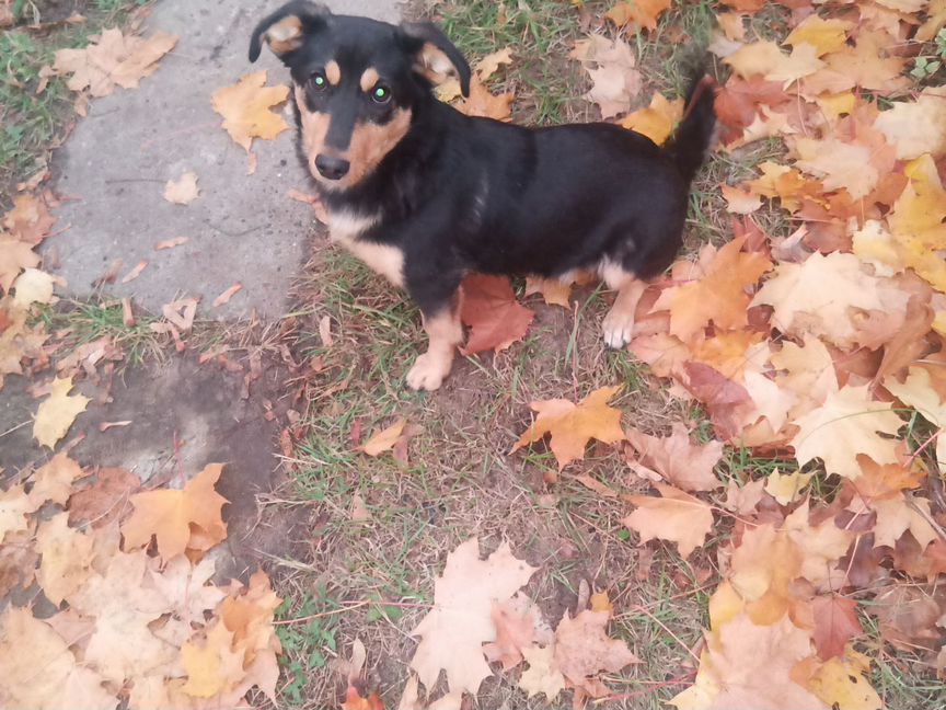 Буся" бесплатно в добрые руки