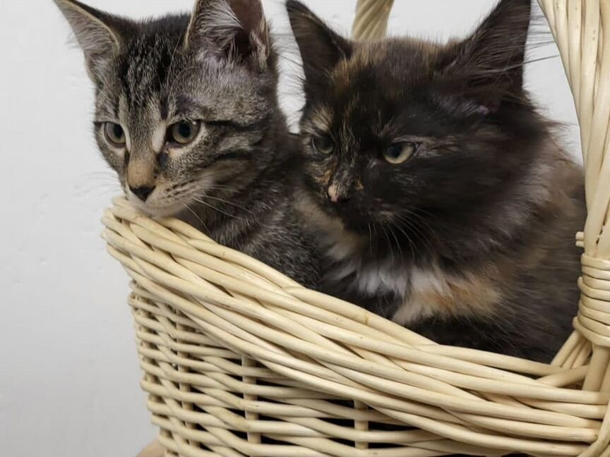 Котятки-ребятки