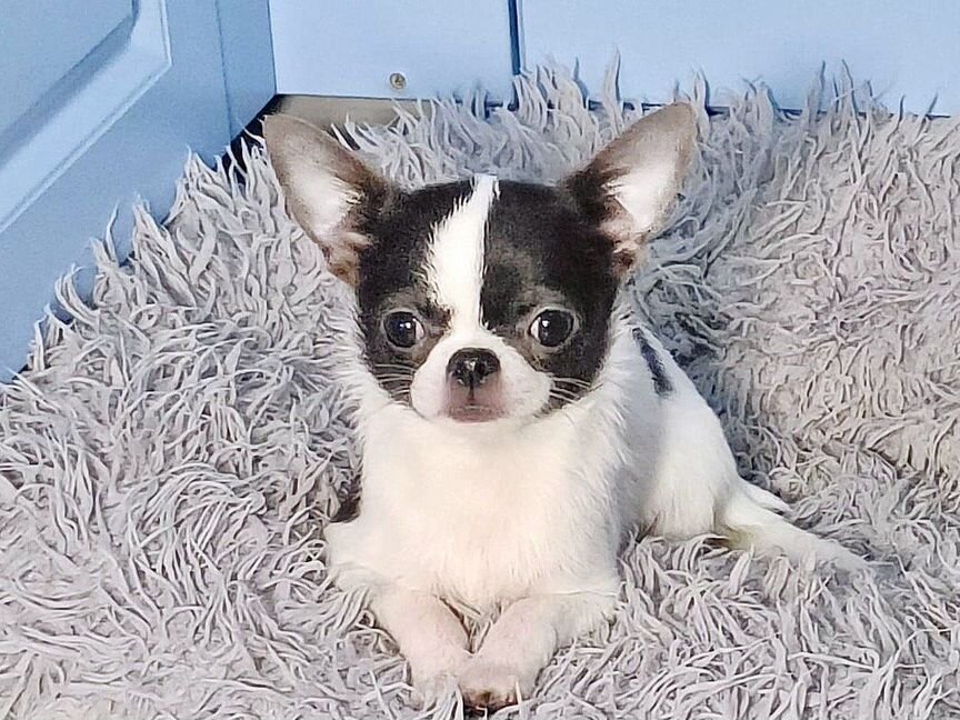 Щенки чихуахуа большой выбор окрасов