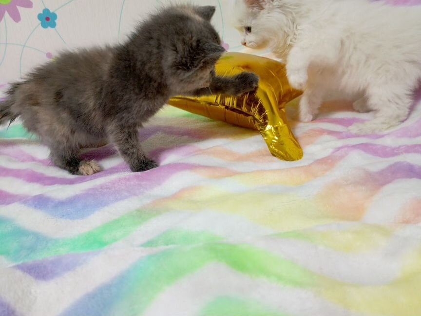 Котятки ищут добрых хозяев