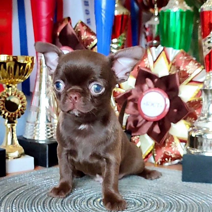 Сладкий шоколадик