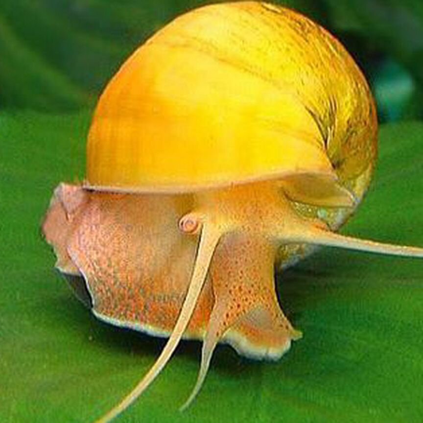 Улитка, сомик, гуппи