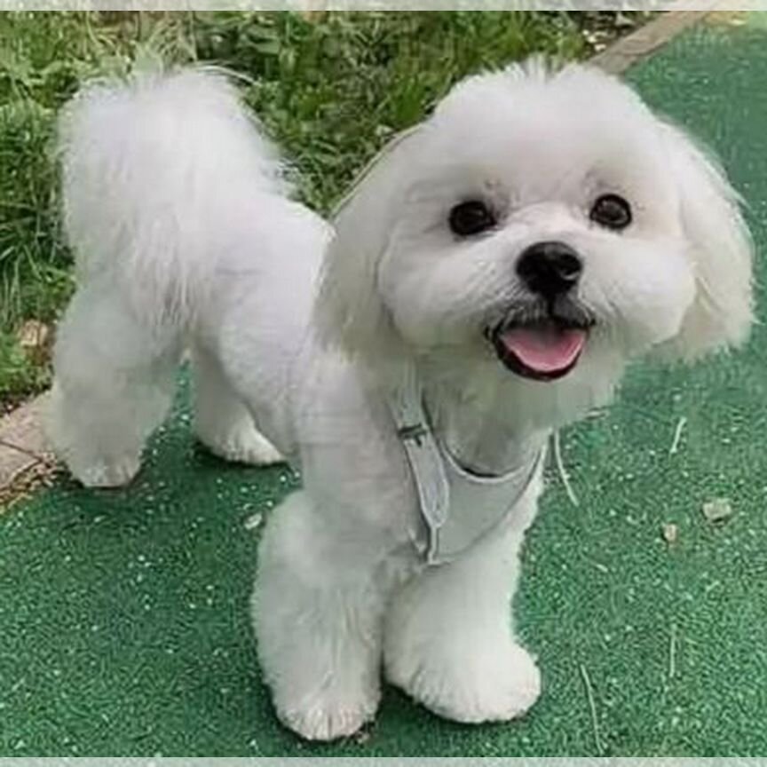 Мальтийская болонка, щенок