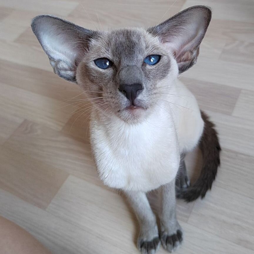 Ориентальная кошка, взрослая