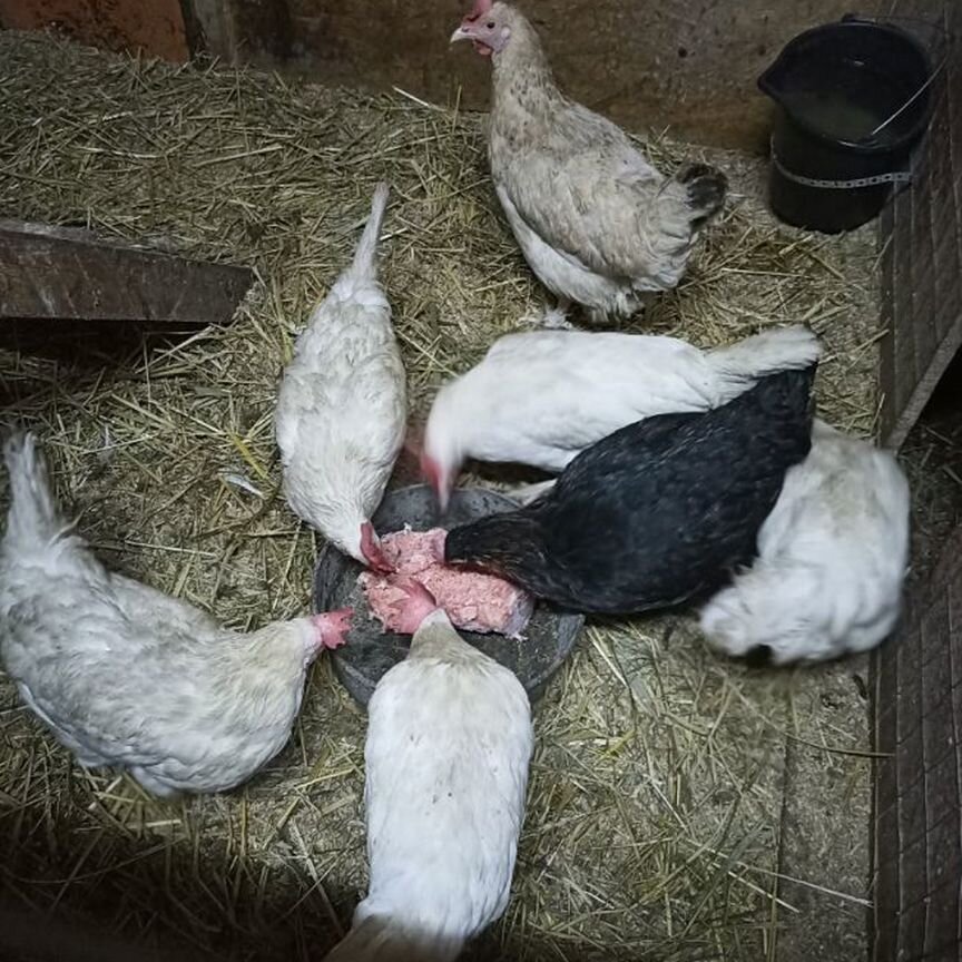 Куры несушки 11 мес(бронь)