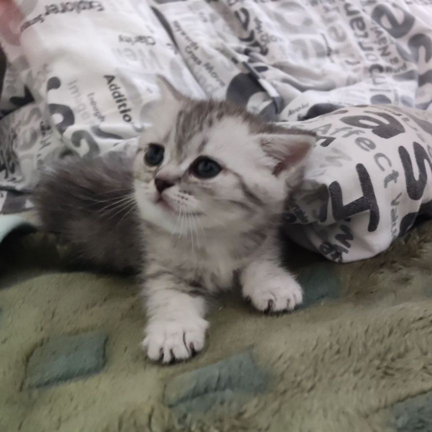 Британский длинношёрстный котёнок