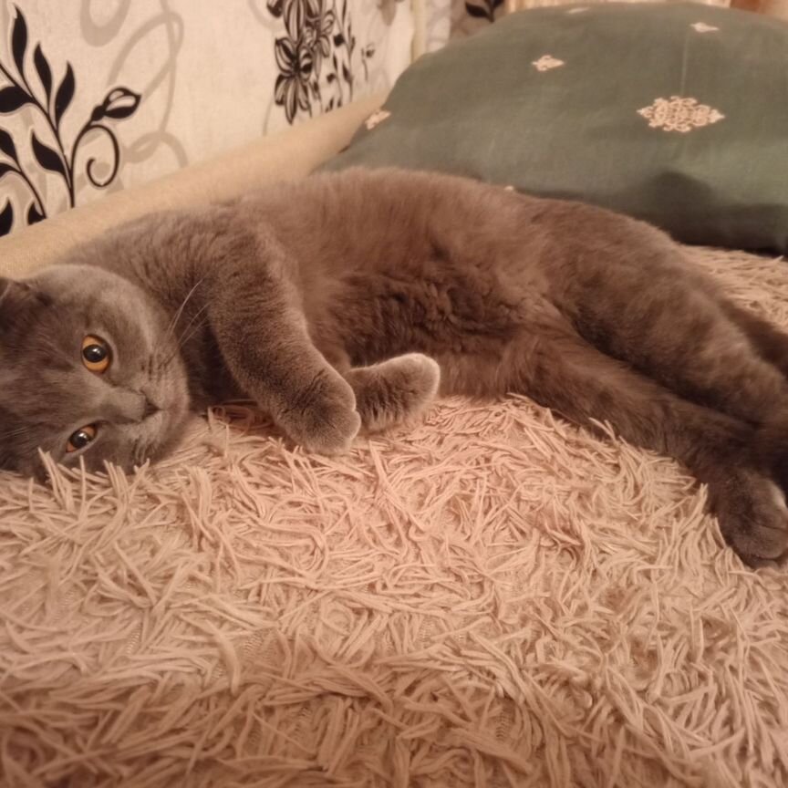 Британская вислоухая кошечка