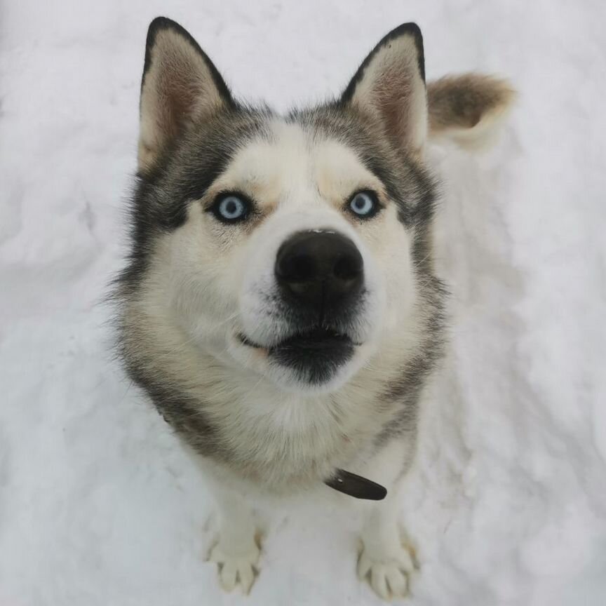 Сибирский хаски