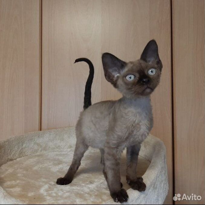 Девон рекс минковая Лика