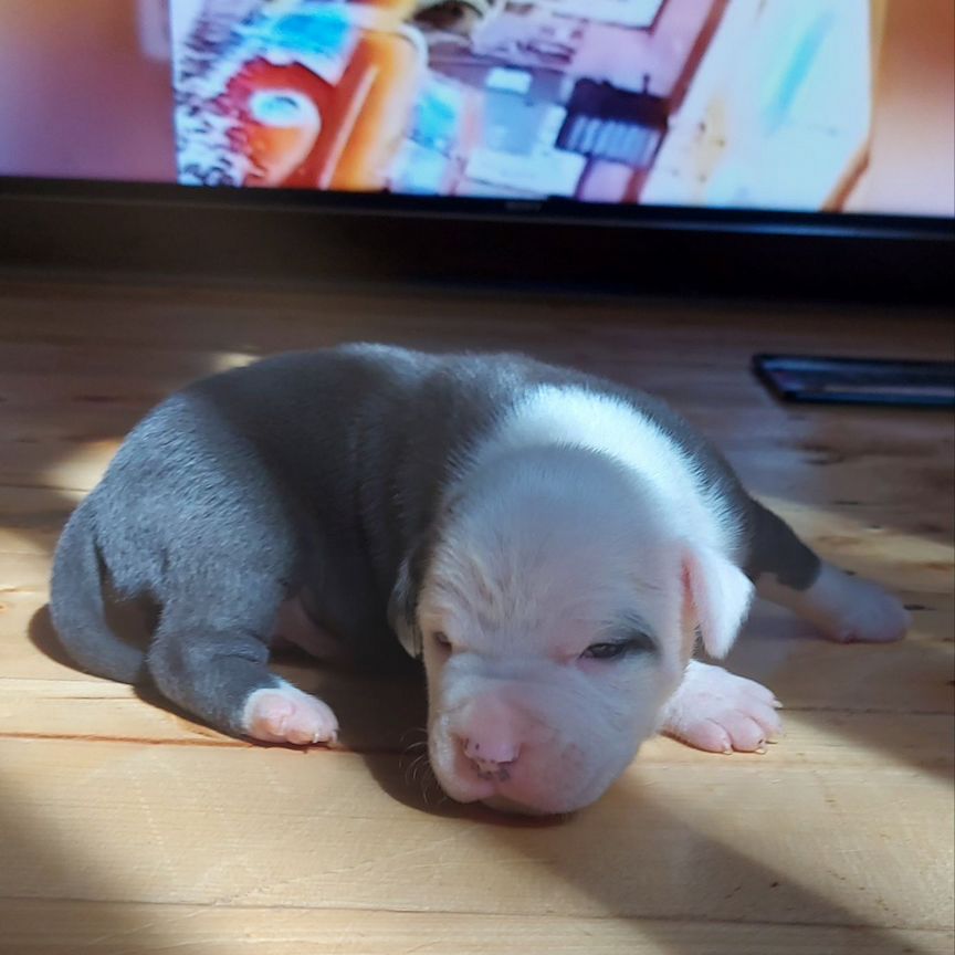 Малыши Аст голубого окраса