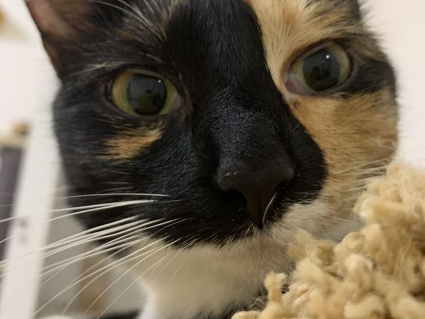 Кошечка Кэсси в добрые руки в дар