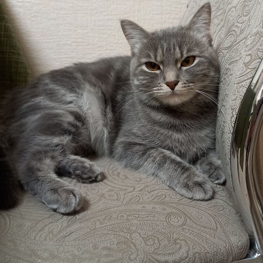 Взрослая, кошка в добрые руки