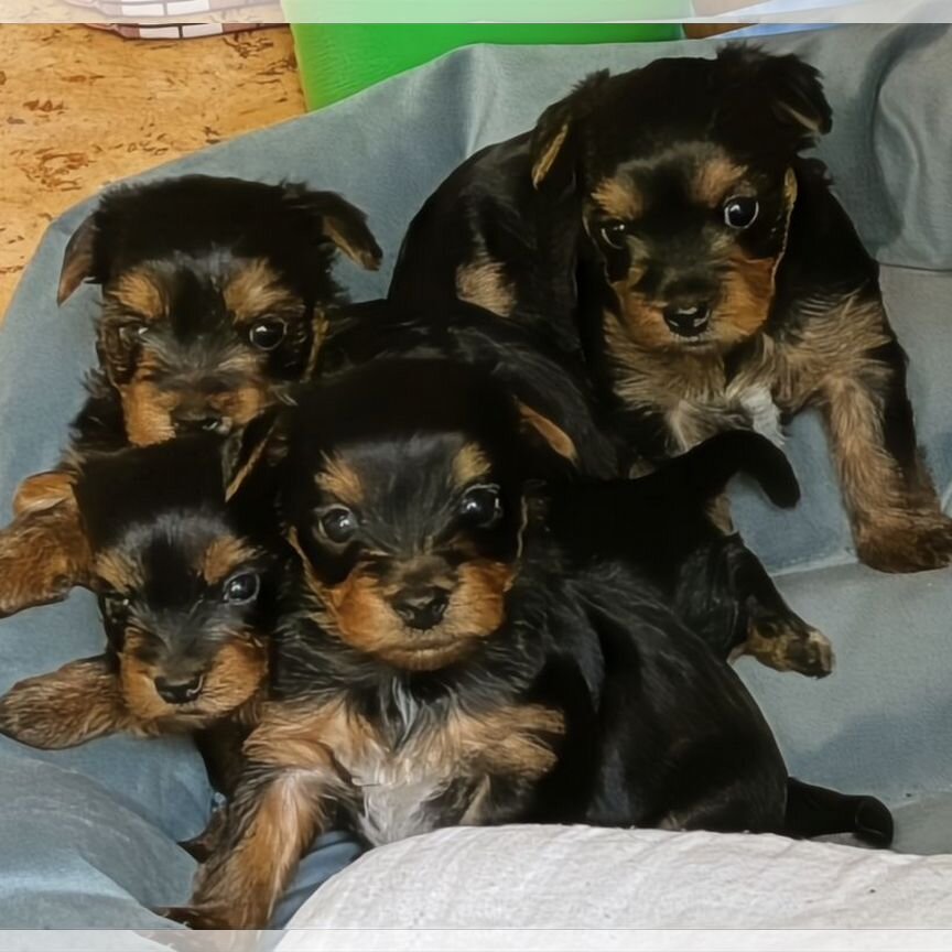 Йоркширский терьер, щенок