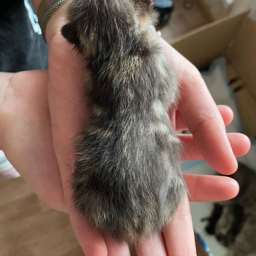 Британские котята