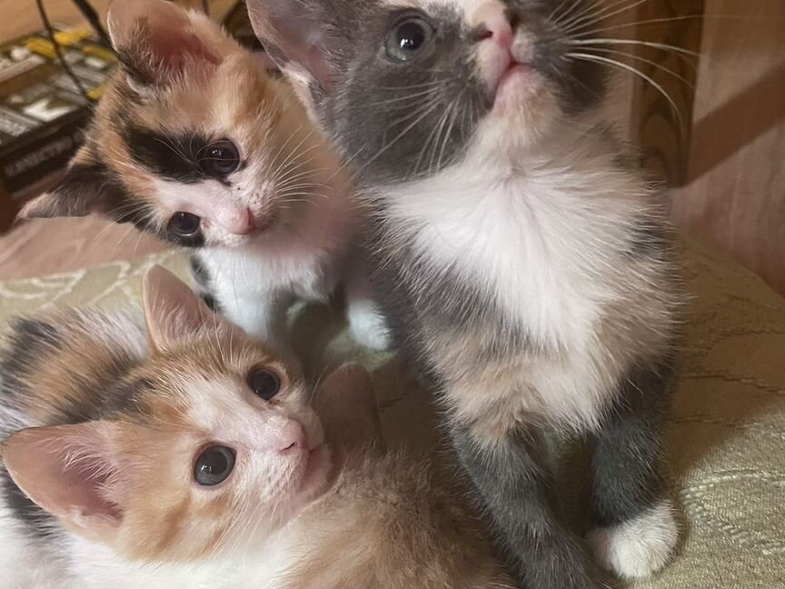Котята ищут дом