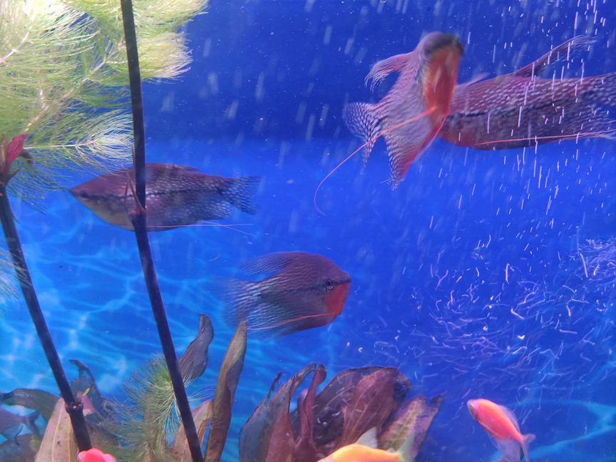 Гурами жемчужный