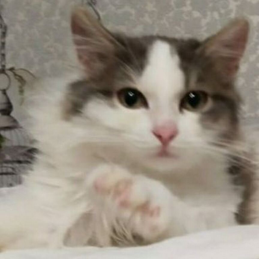 Пушистый очаровашка в поисках семьи