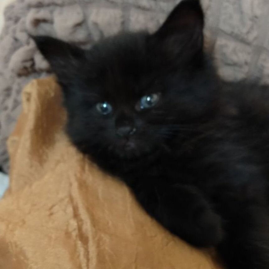 Черный котенок
