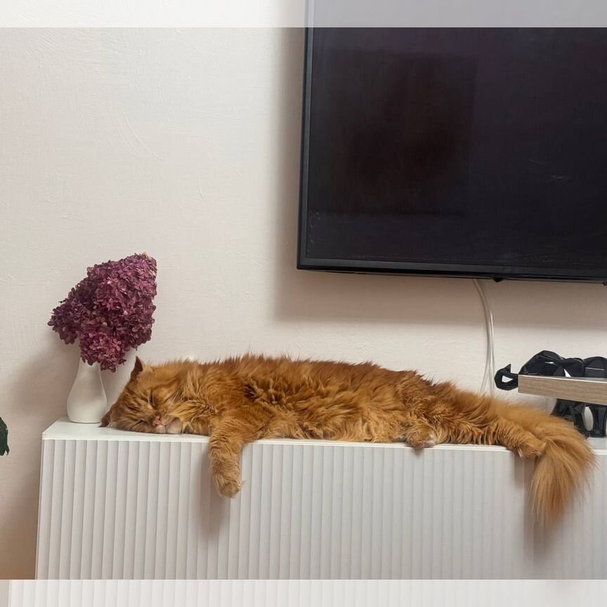 Мейн-кун, взрослый кот