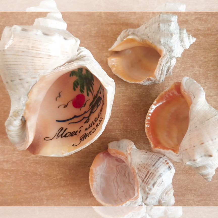 Морские ракушки раковины