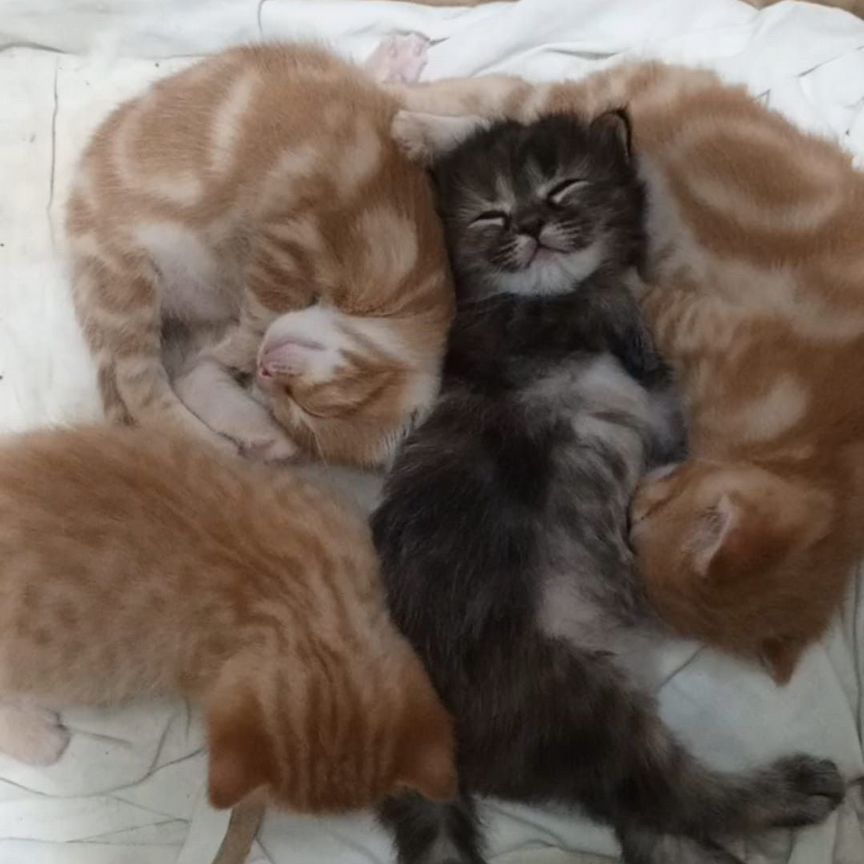 Домашние котята бесплатно