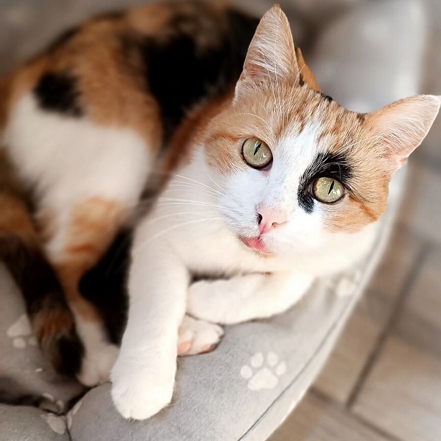 Корица кошечка