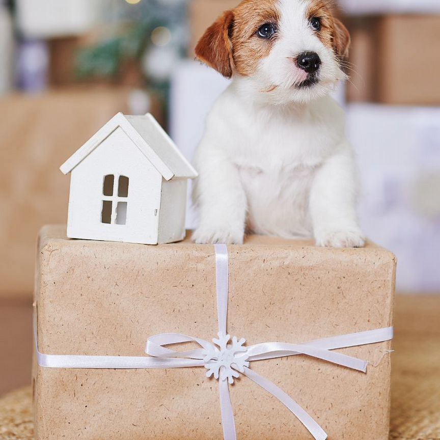 Джек-рассел-терьер, щенок