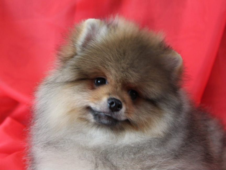 Средний шпиц