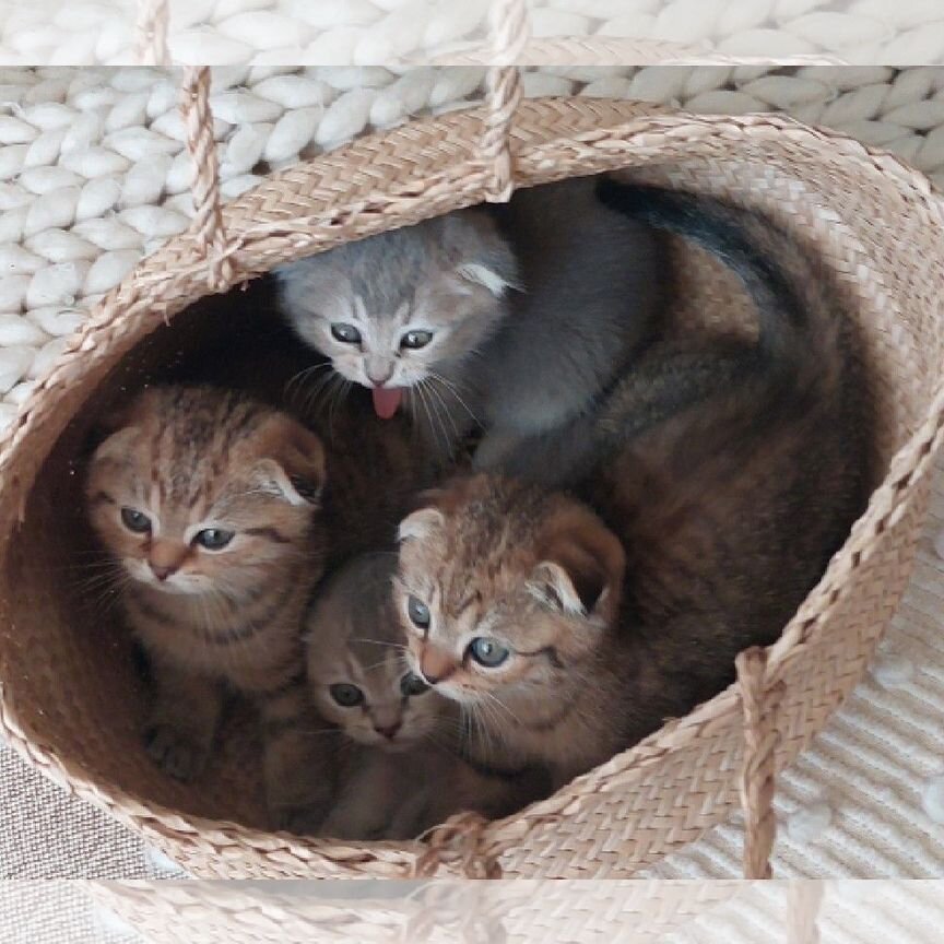 Шотландские вислоухие котята