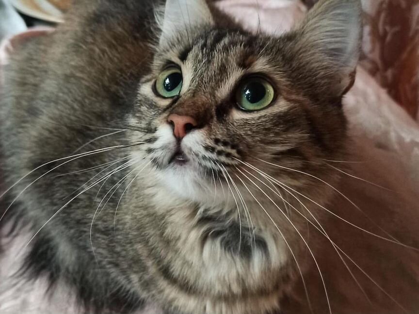 Кошка очаровательная Стеша