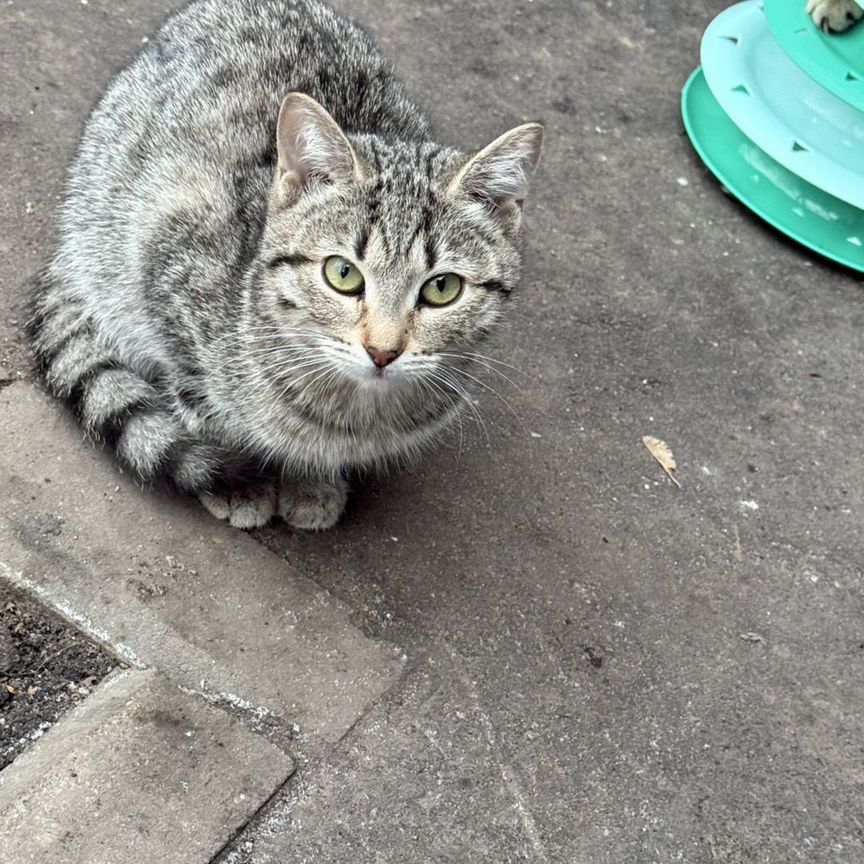 Котенок в добрые руки