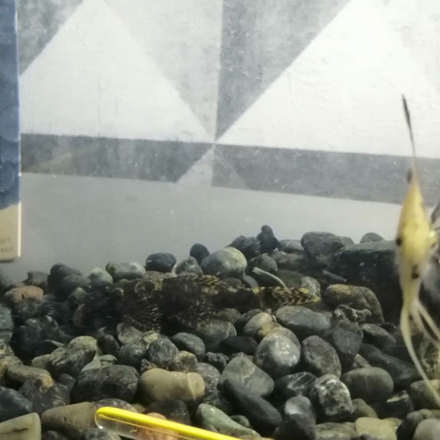 Анцитрус бесплатно