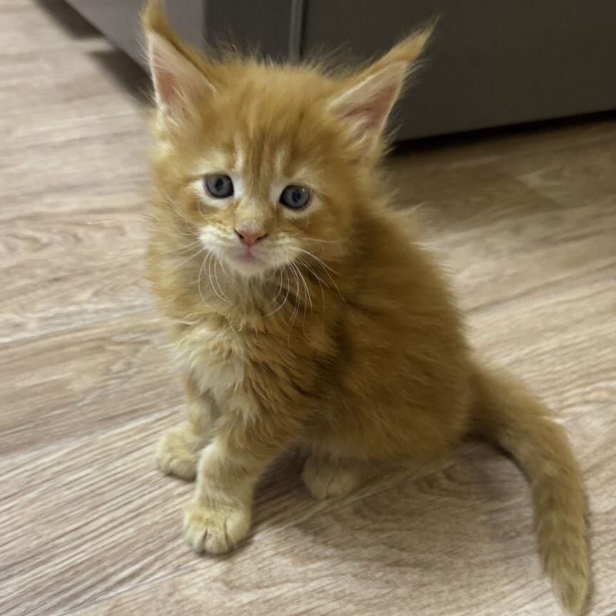 Мейн-кун котёнок