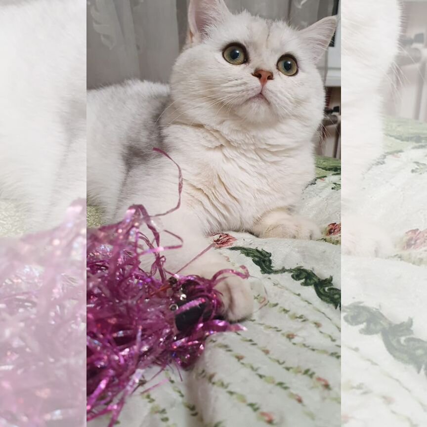 Серебристая шиншилла