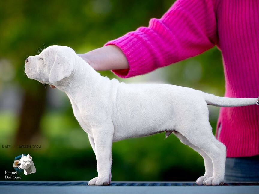 Аргентинский дог