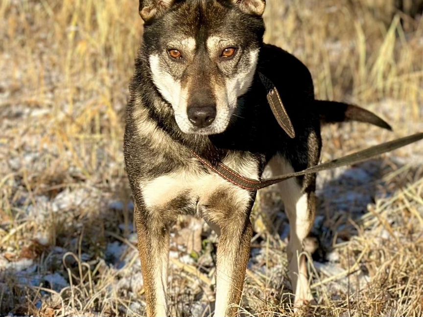 Поночка ищет дом
