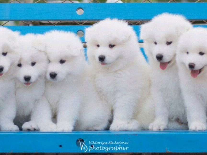 Самоедское счастье