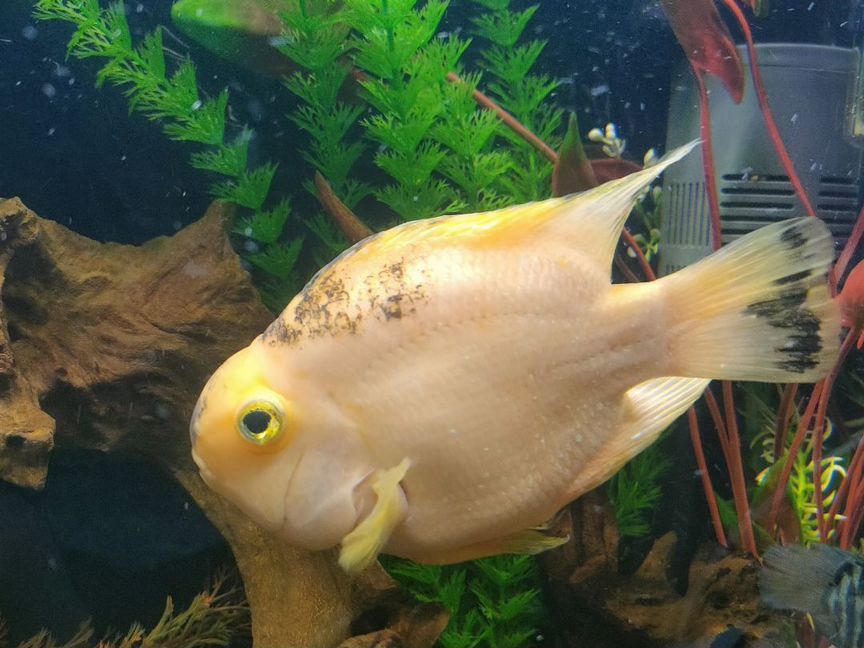 Рыба попугай