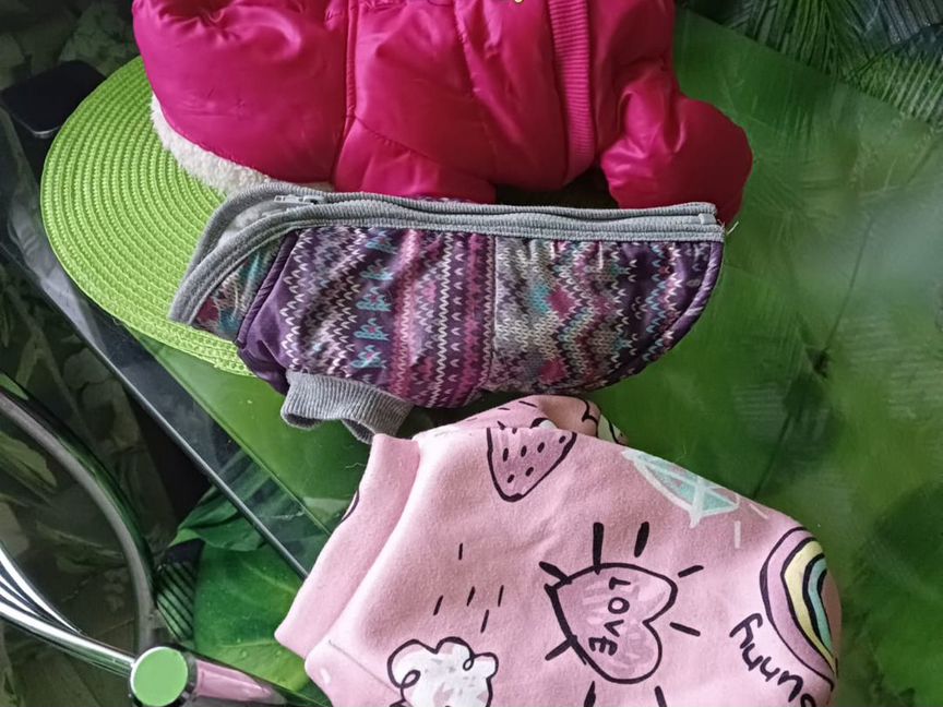 Одежда на чихуахуа