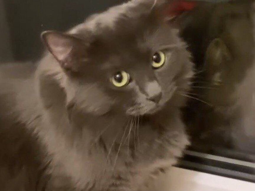 Не надеется