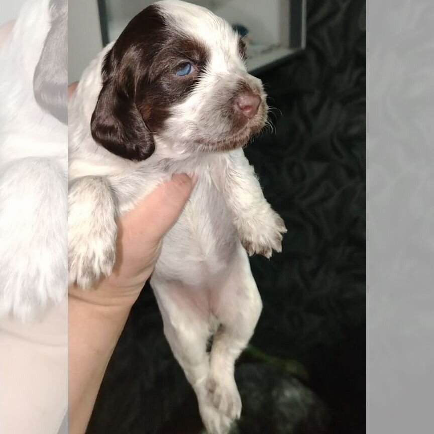 Русский охотничий спаниель, щенок