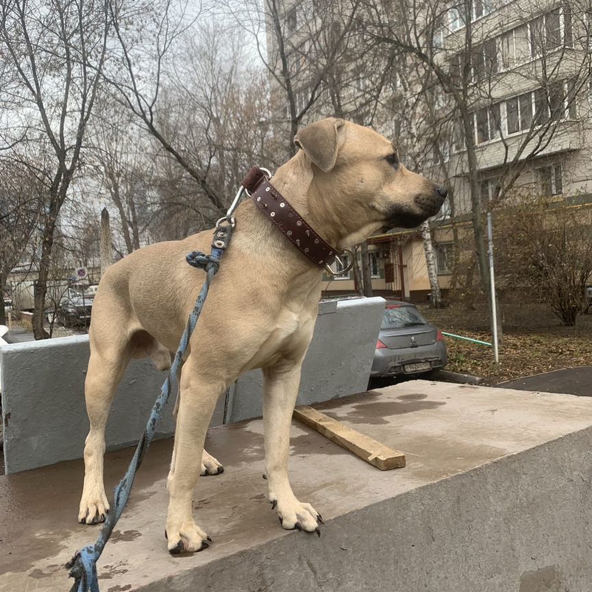 Собака разламака