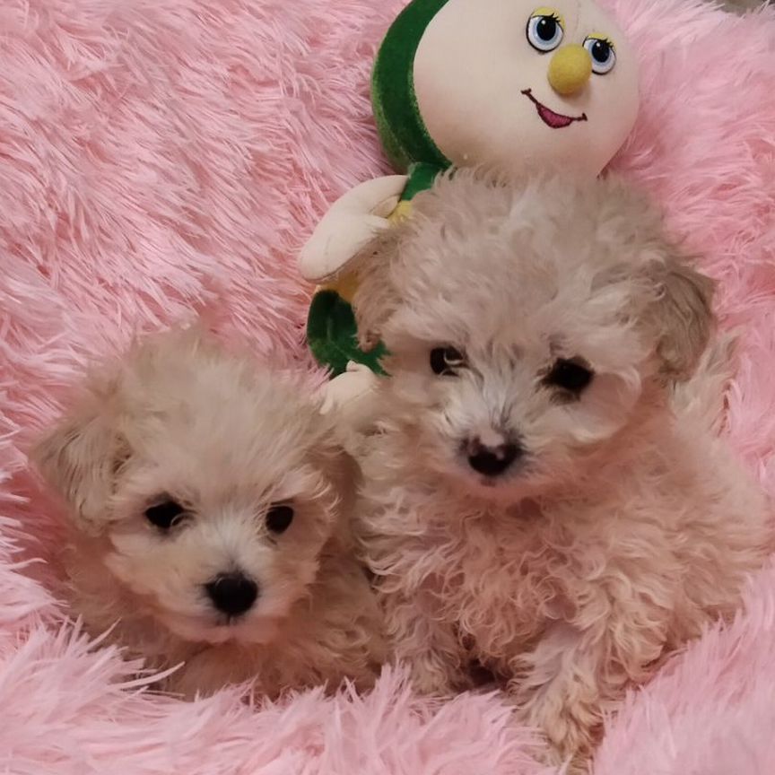 Щенки мальтипу