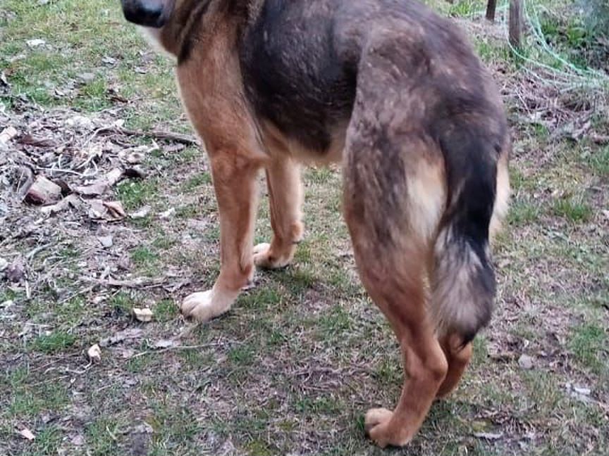 Потерялась собака