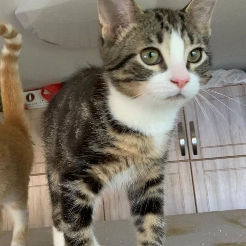 Котенка Байрона никто не замечает