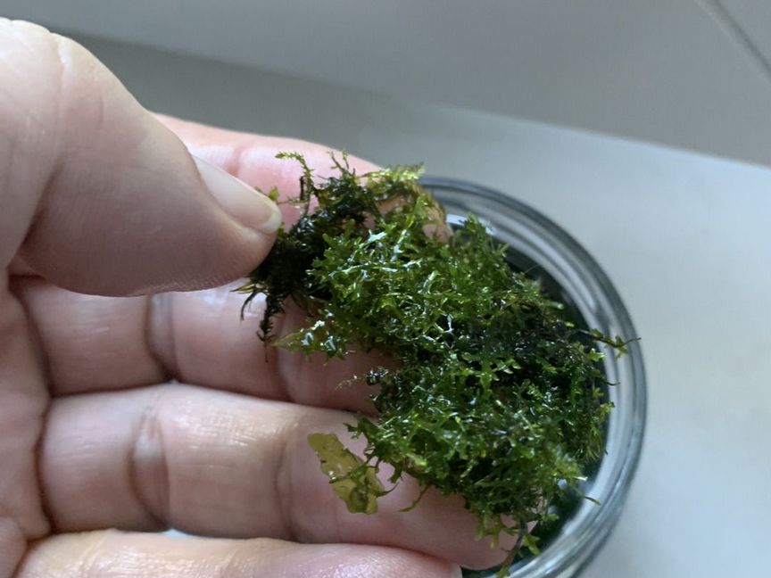 Мох аквариумный